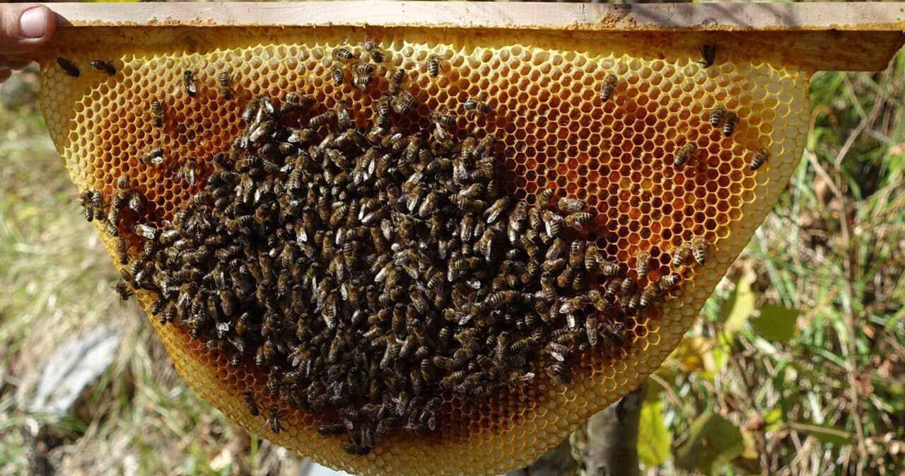 Tout savoir sur la ruche kenyane à rayons mobiles - Occitanie
