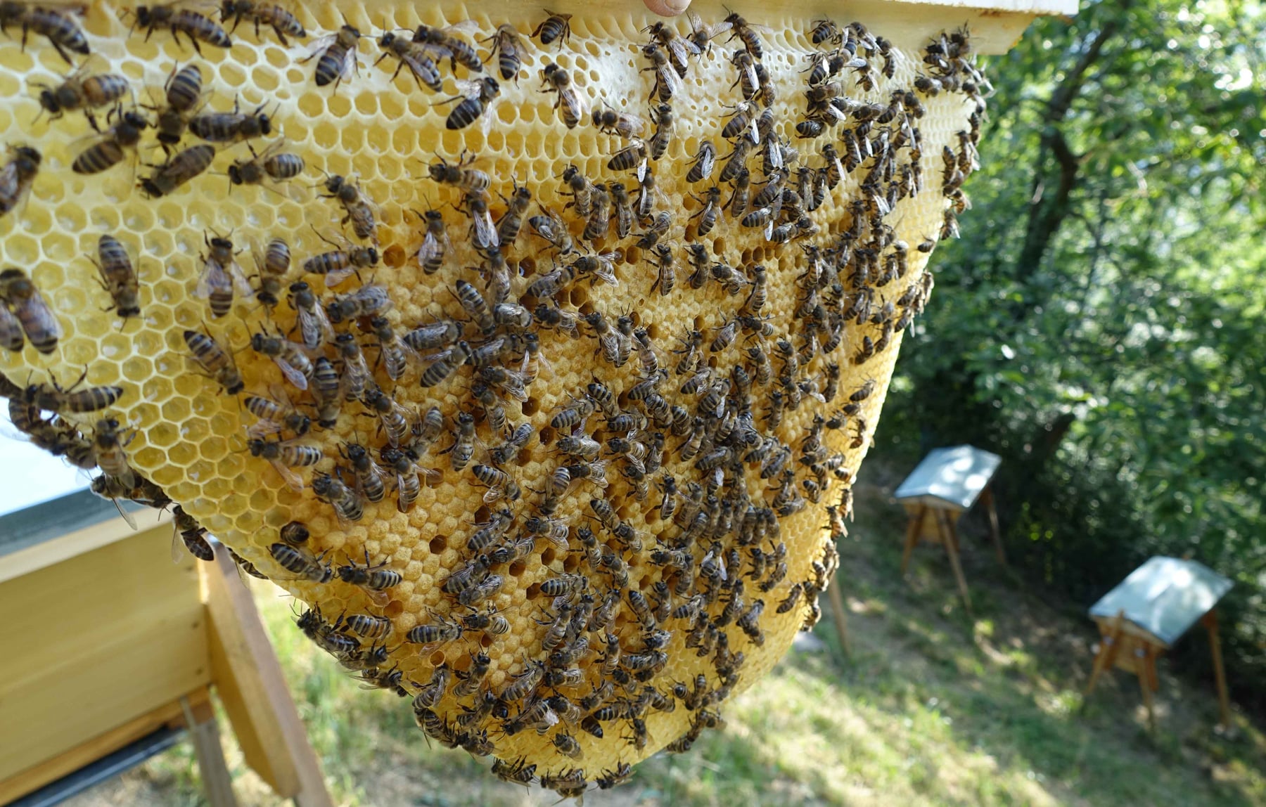 Essaim d’abeilles à vendre sur rayon – Le Rucher Pentu